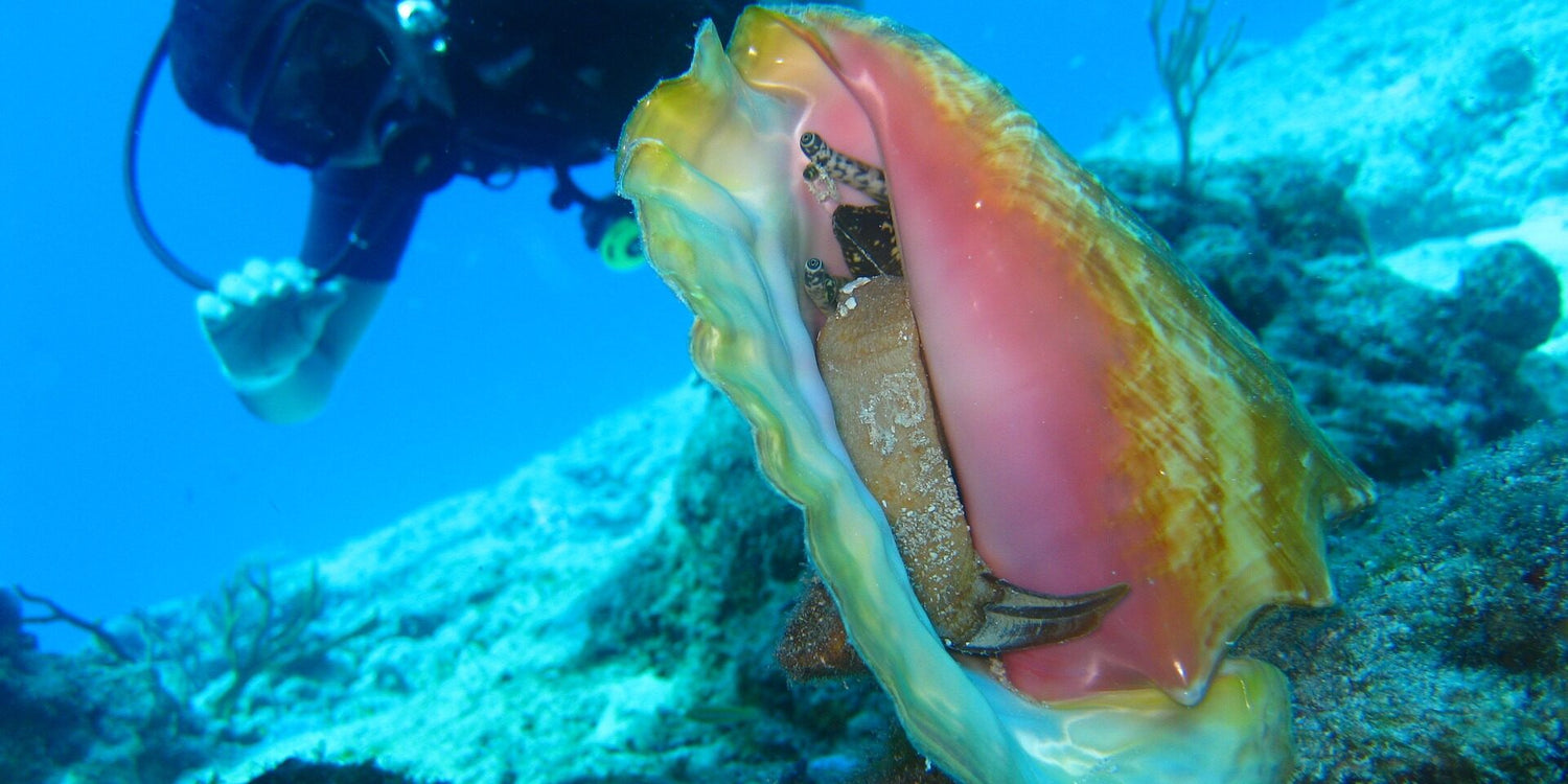 What is Conch & How to Cook it – Key Largo Fisheries