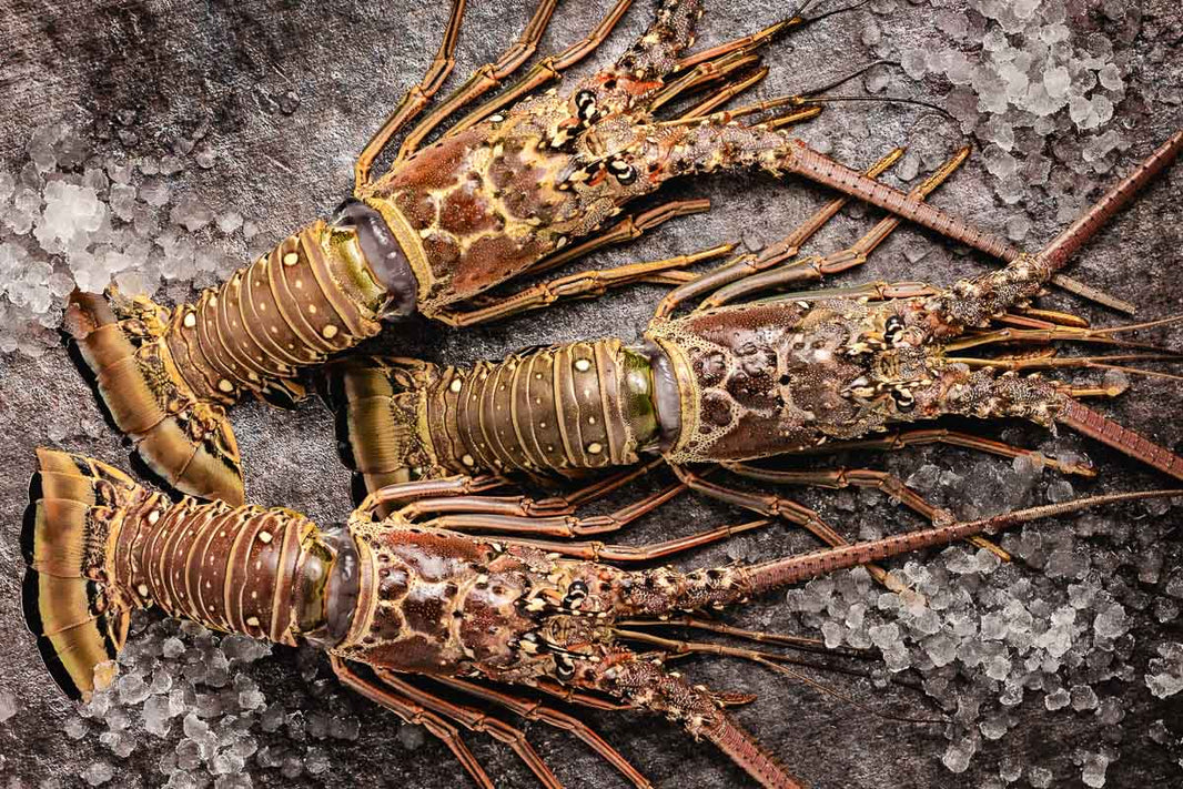 Buy Fresh Florida Spiny Lobster Online | Key Largo Fisheries